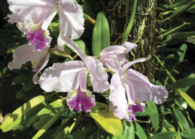 Cuba’s Orchid Garden | Carolyn Tomlin