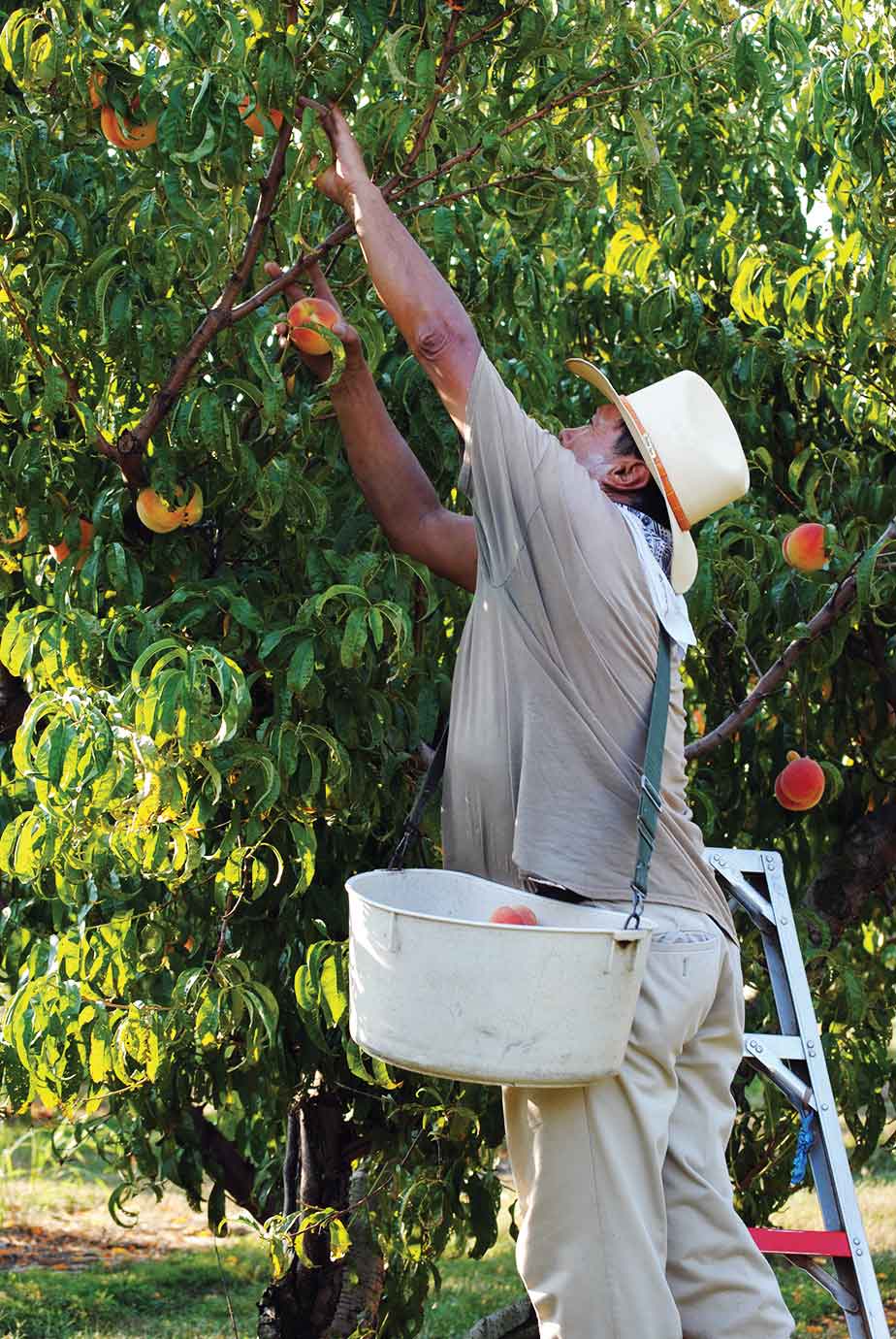 Bader Farms: Just Peachy | Carolyn Tomlin